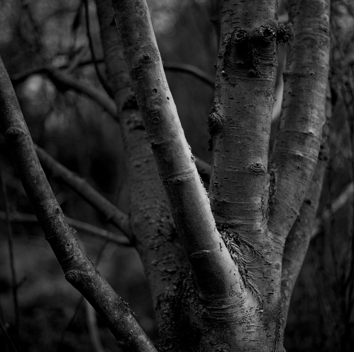 Robin Gillanders - Period Archival Unframed Exhibition Prints - Highli ...