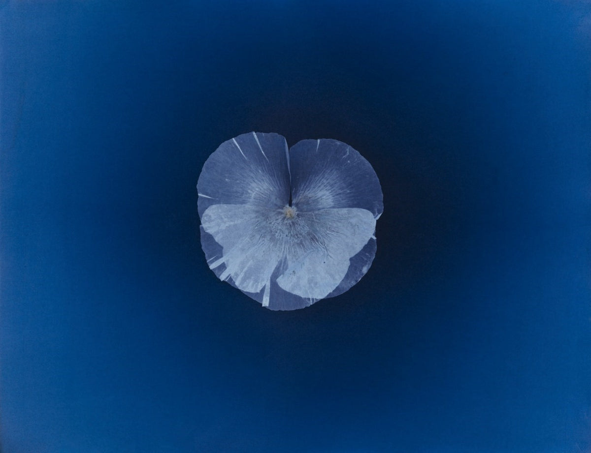 Alexander Hamilton - 100 Unique Cyanotypes - Poppy | studiesinphotography